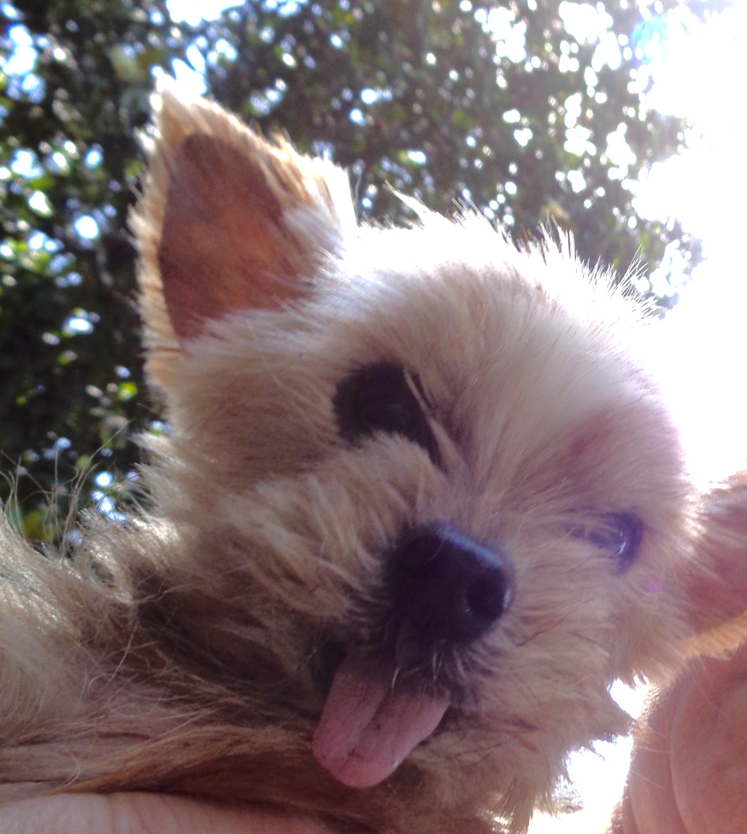 Chester's Challenges – It's ok to be different