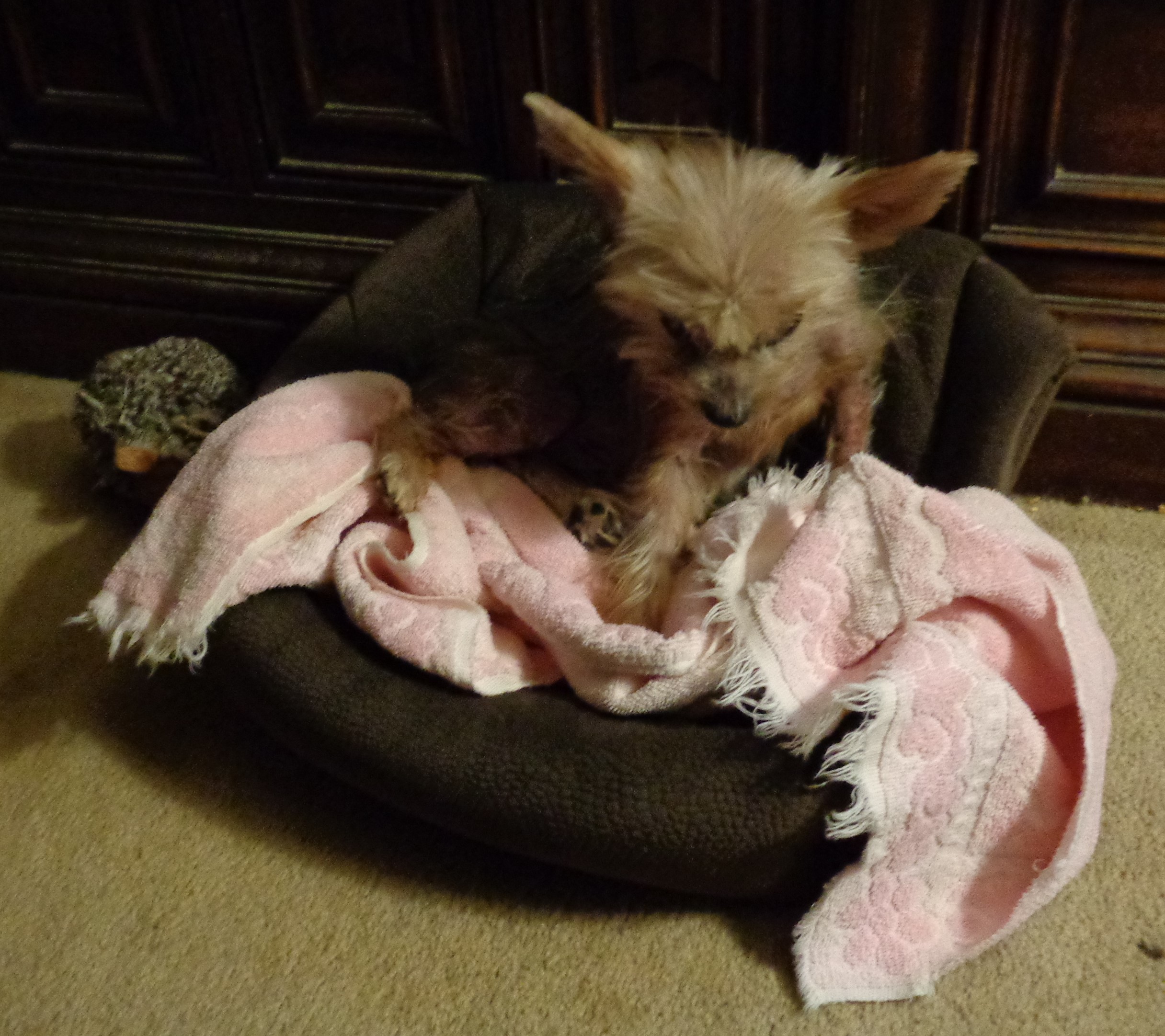 ESA Support – Chester's Challenges